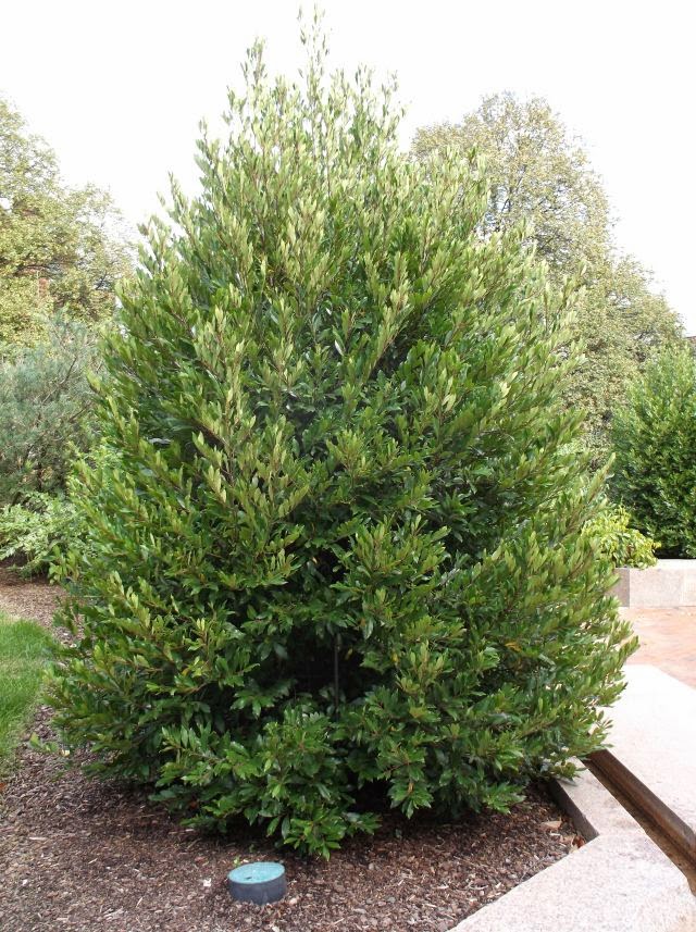 Future Plants by Randy Stewart: Laurel Cherries