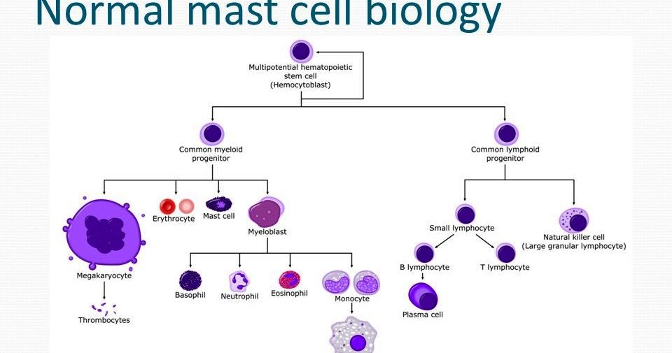 Mast cell - Medically