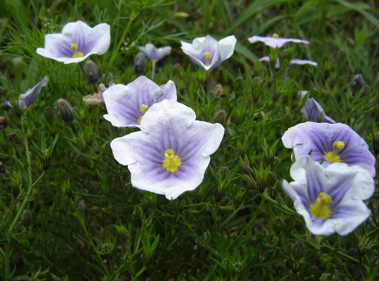 Solanaceae de Argentina: Nierembergia linariaefolia Graham