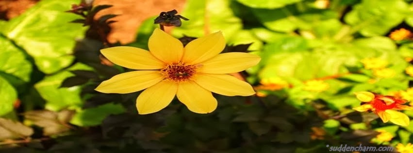 Yellow flower cover photo - 2014 ~ Charming collection of Photos ...