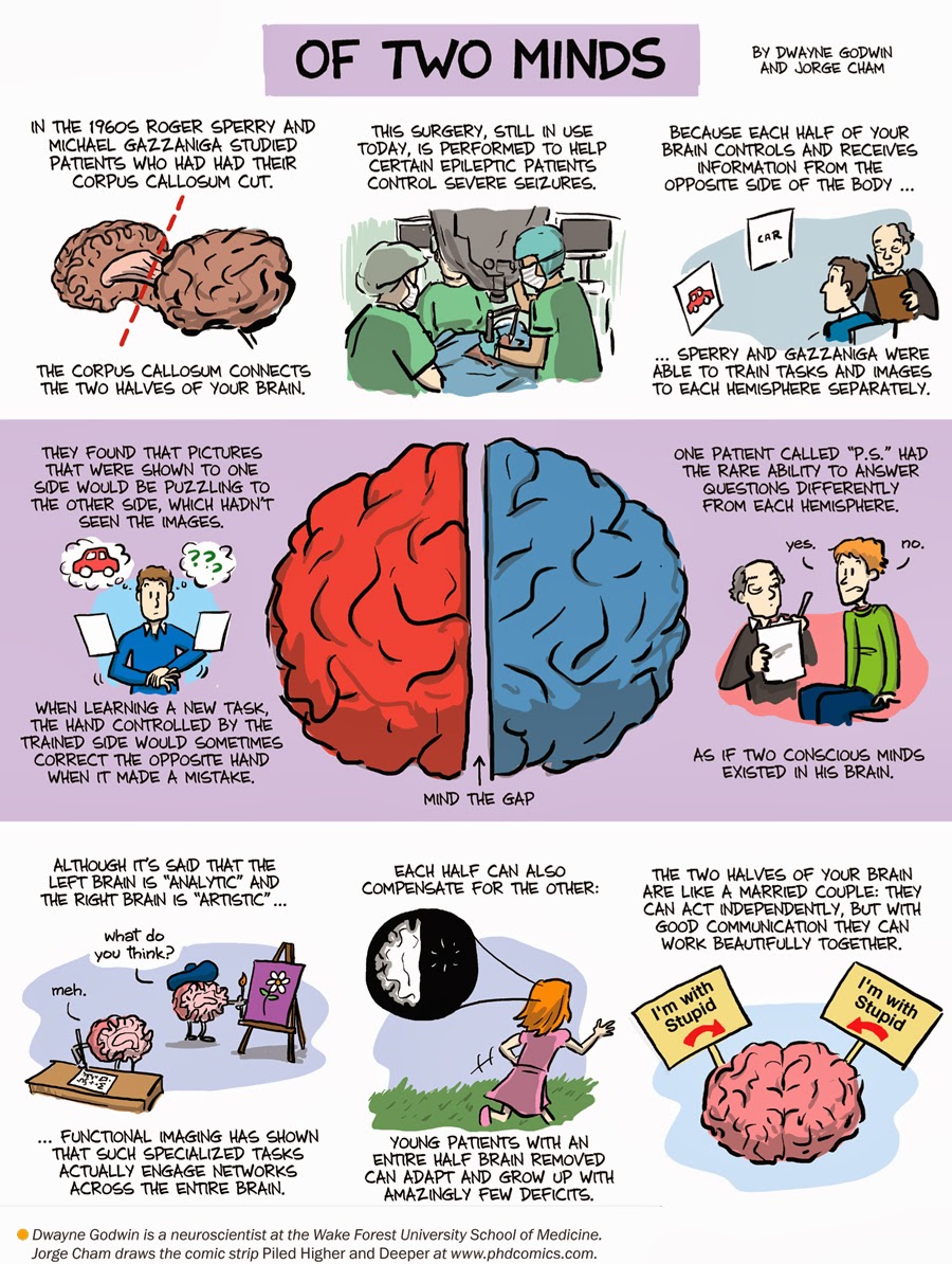 Ale's Physiological Psych Blog: Cutting the cables: The split brain