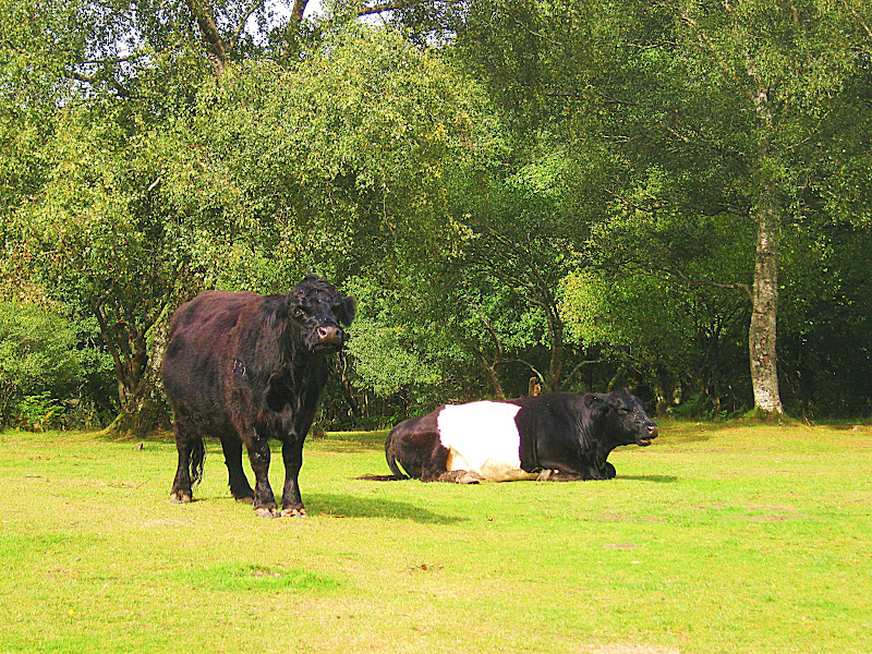 CUT and DRY : Happy Cattle + Have a Great Weekend