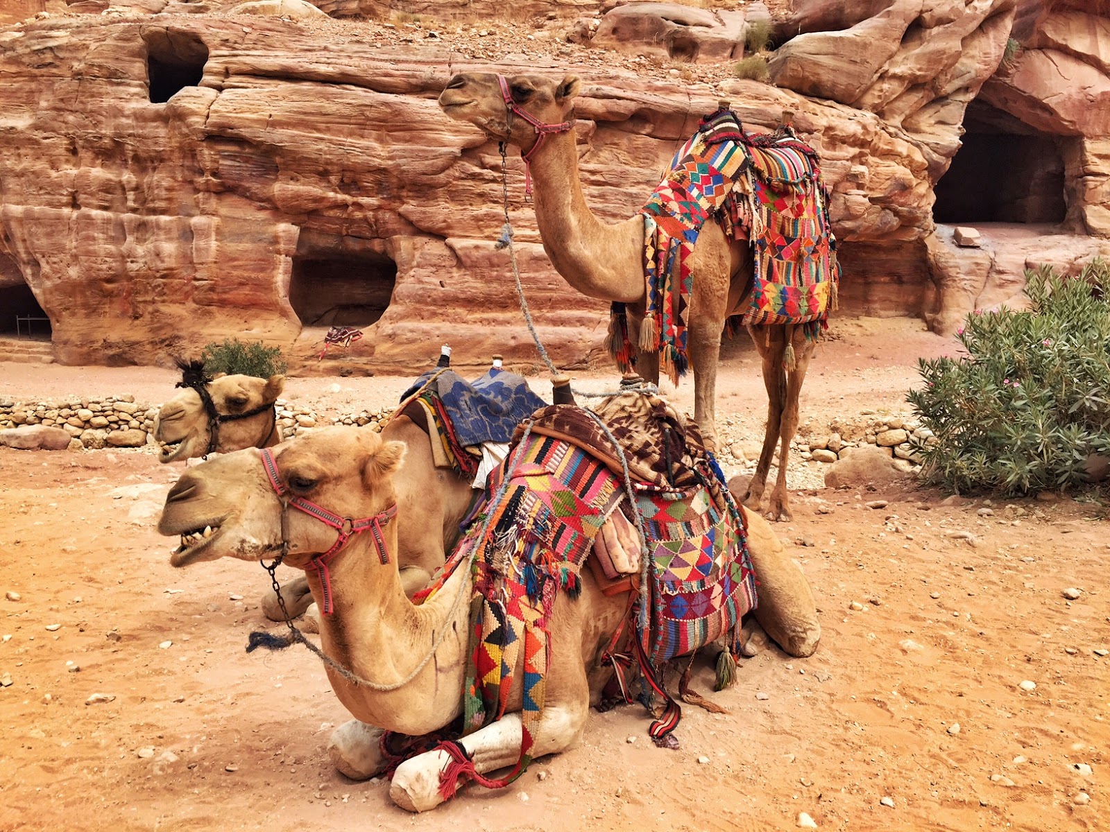 Life of a Bedouin in Jordan - A story of Dreams