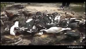 Budidaya Bebek Serati yang baik dan benar | Ternak Hewan