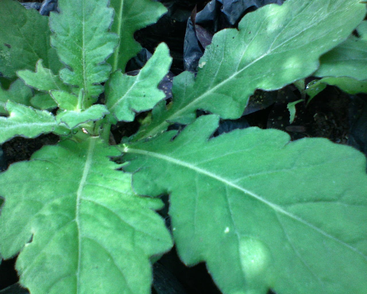 Dewa Leaves Efficacy for Tumor and Cancer Treatment | Herbal Remedies