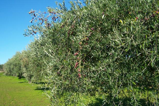 Vinhas & Vinhos: O Olival e o Azeite