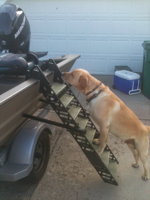 Waterfowl Gunner: Duck Dogs and Ladders Part 3: Perhaps the Perfect Ladder
