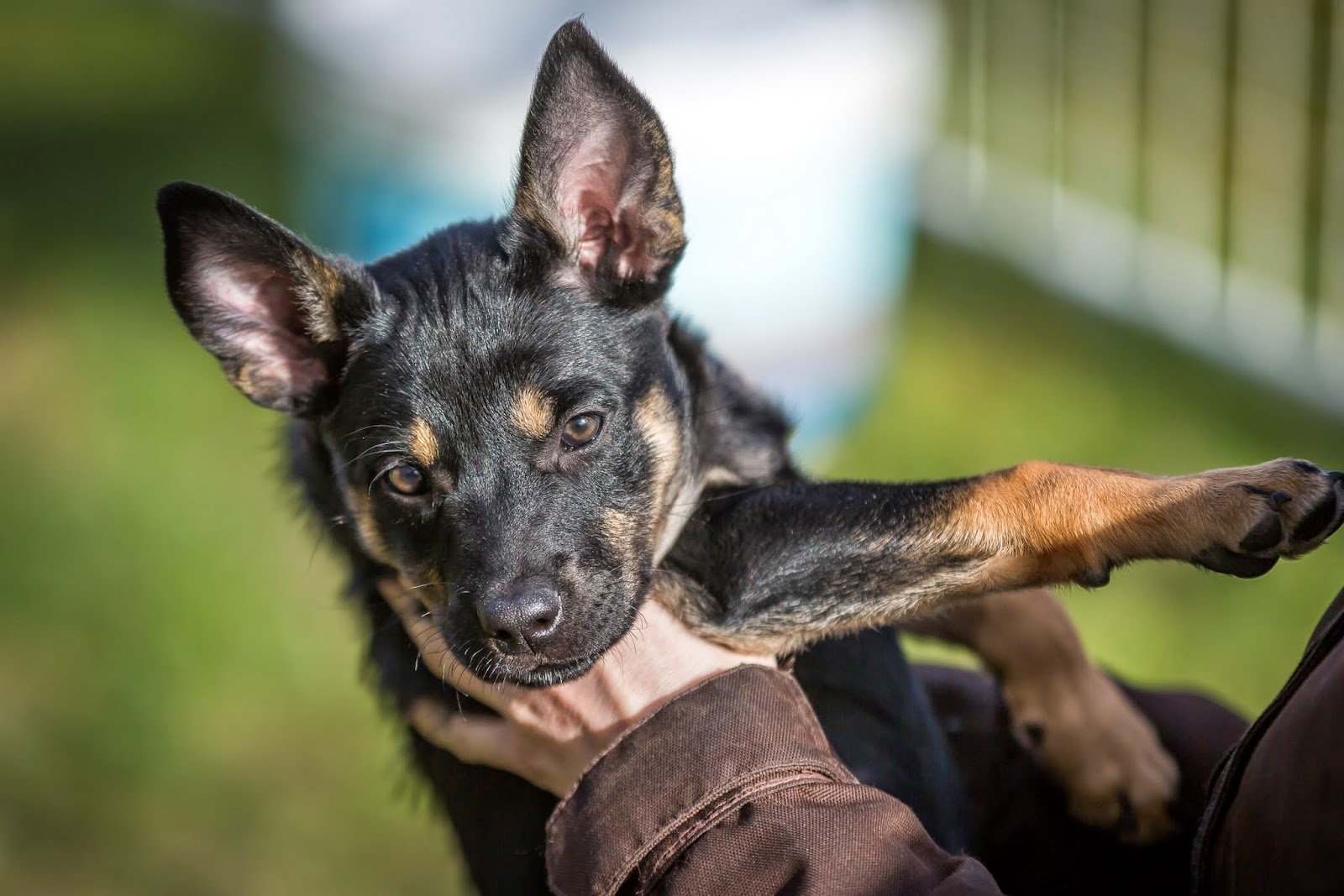 MITCHENS WORKING KELPIE.: Till Salu/FOR SALE