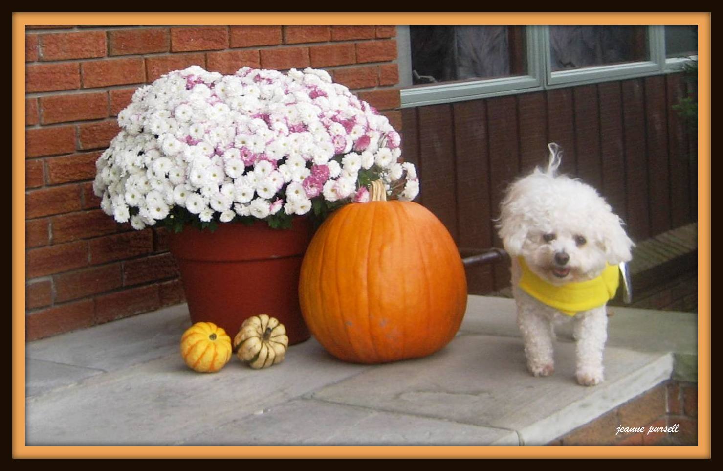 bichonpawz: Celebrate Fall with Homemade Tricky Treats for your Pup!
