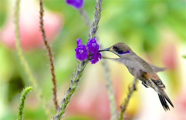 Colibris du Costa Rica
