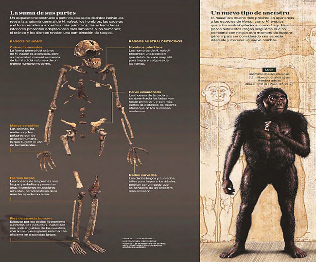 espeleobloc: Quasi humans?