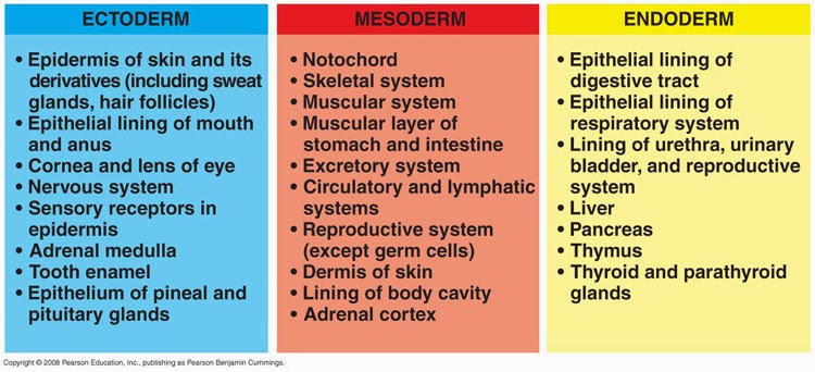 Linfei's Bio Blog: The Best Laid (Body) Plans --- Discussion of Chapter ...