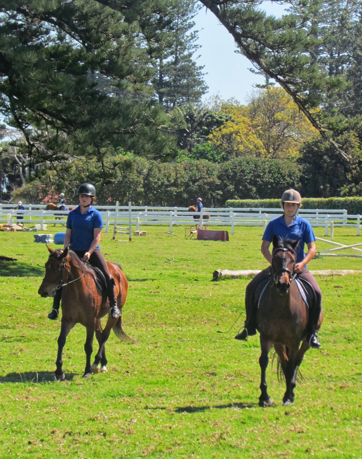 Norfolk Island Pony Club & Equestrian Association: Norfolk Island Pony ...