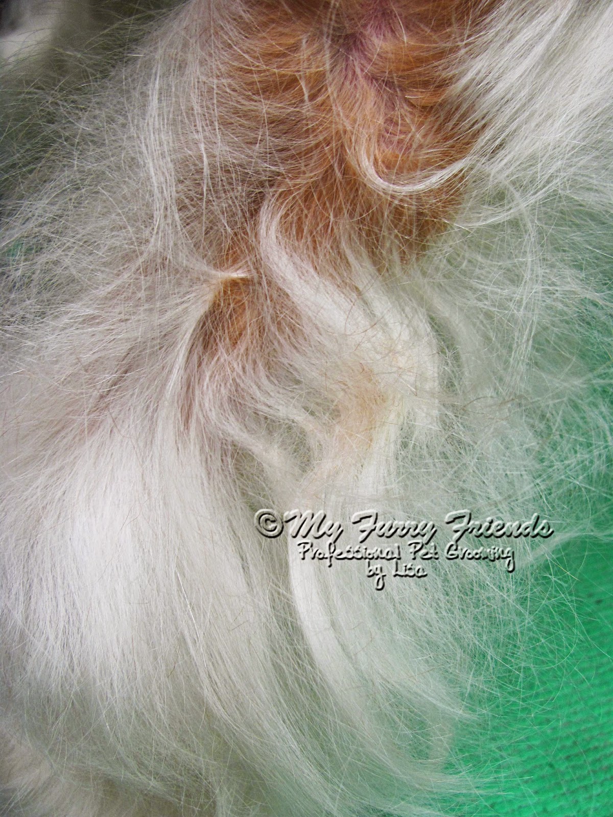 Pet Grooming: The Good, The Bad, & The Furry: Tuesday's Tip #60: Cheap ...