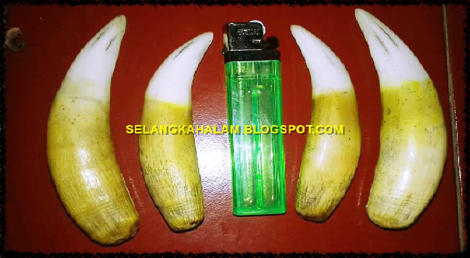 SELANGKAH KE ALAM MISTIK: TARING HARIMAU BERKHADAM