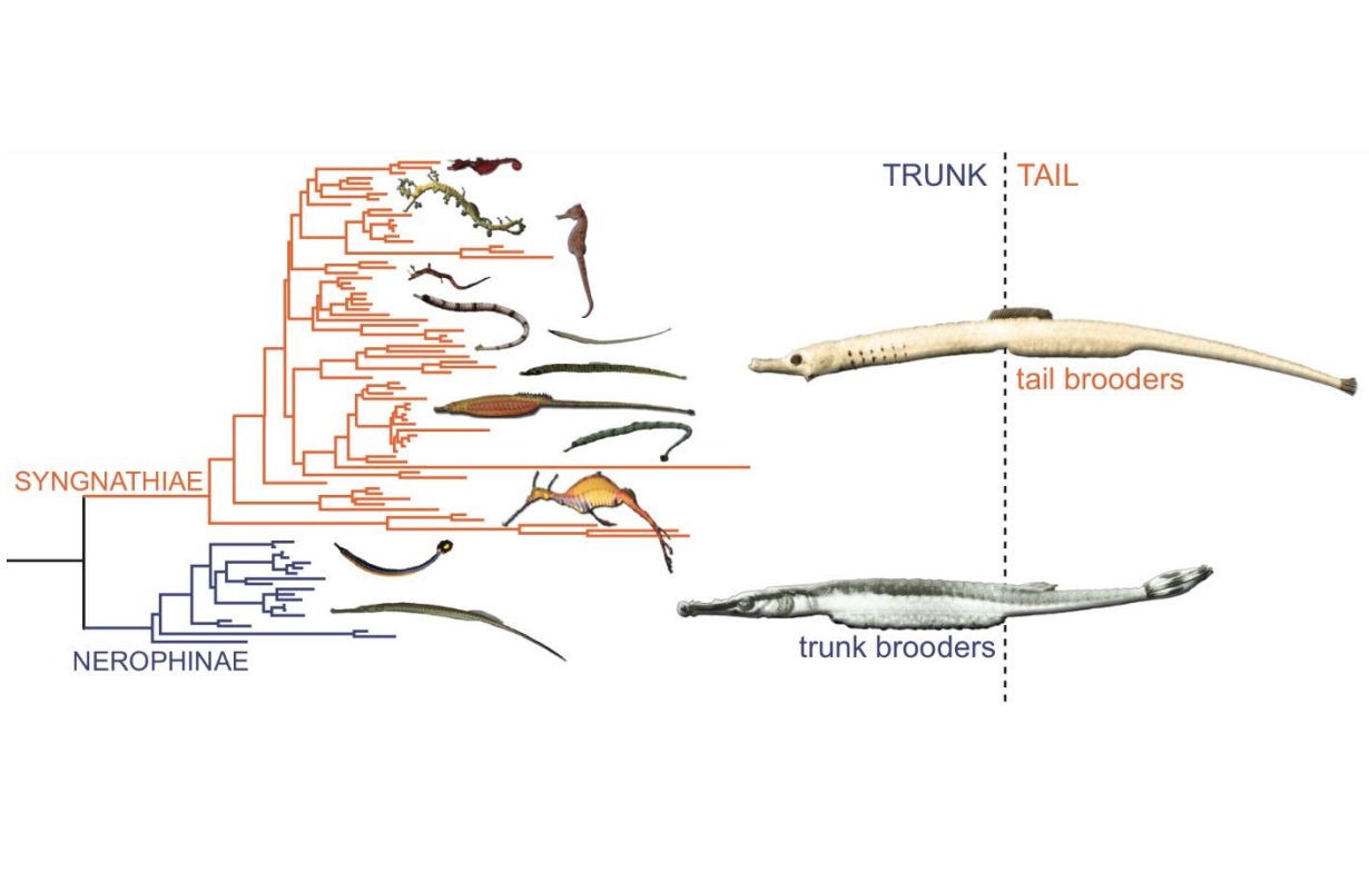 Species New to Science: [Ichthyology • 2016] Molecular Phylogeny and ...