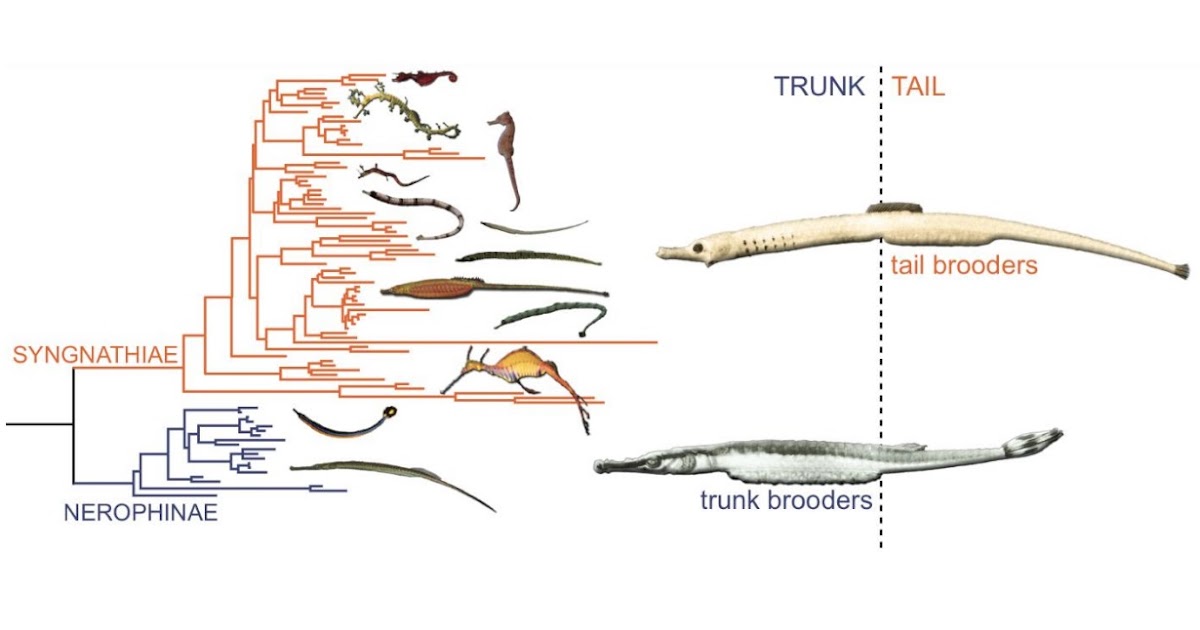 Species New to Science: [Ichthyology • 2016] Molecular Phylogeny and ...