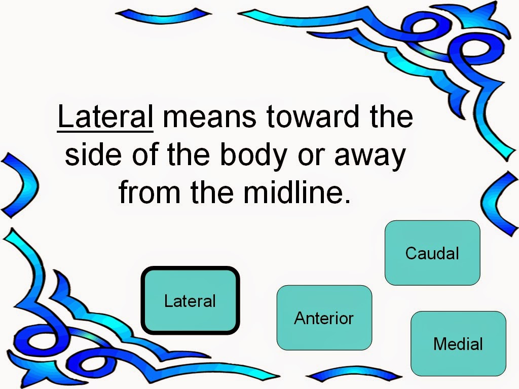 Student Survive 2 Thrive: Body Planes Practice Test – Sagittal, Frontal ...