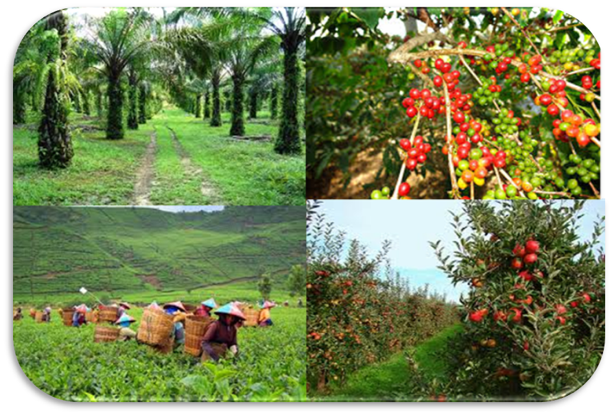 salsa mahda: PENGERTIAN DAN PERAN TANAMAN PERKEBUNAN