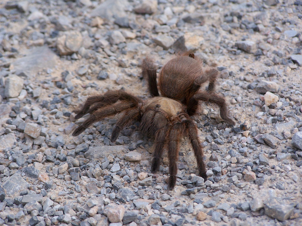 Amazing Tarantula spider - Giant Tarantula Facts, Photos, Information ...