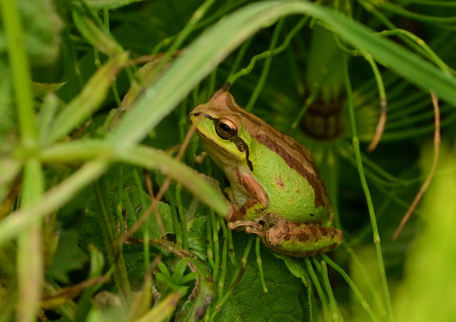 Woods Walks and Wildlife: Pacific Tree Frogs