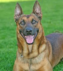 I Think; Therefore, I Yam: On Doggies and Doggles