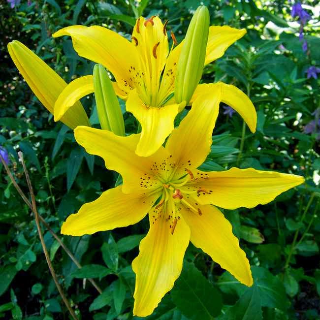 La Ciencia de la Vida : Las Traqueofitas