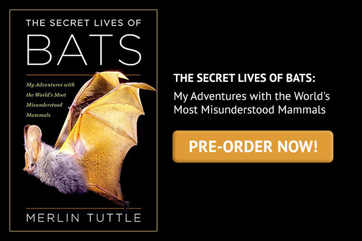 Bat Book Makes Amazon’s Top 10 List