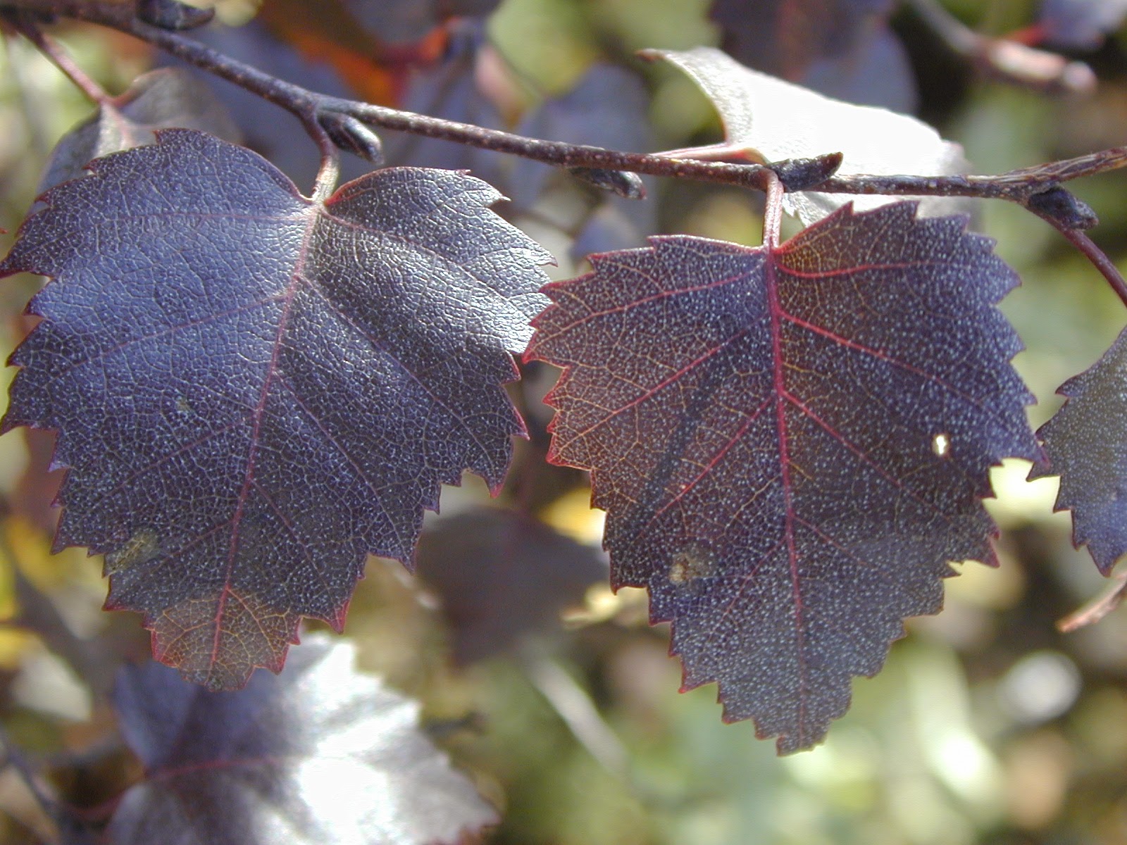 Trees of Santa Cruz County: Betula pendula - European Weeping Birch