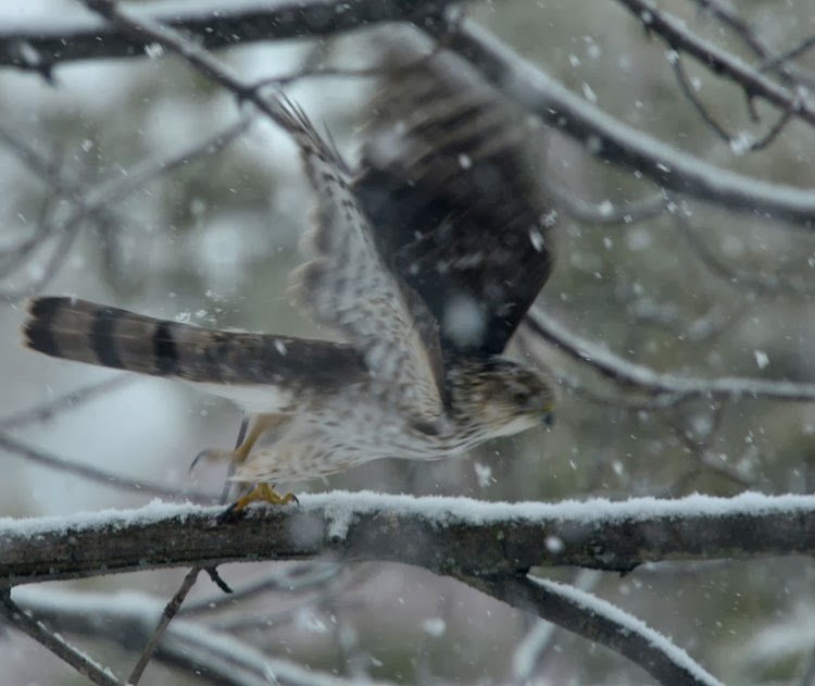 Red and the Peanut: Juvenile Cooper's Hawk in the snow...