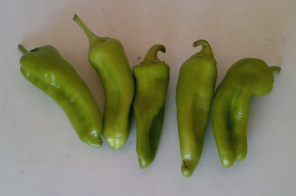 Foto Blog Puerto Rico: Segunda cosecha pimientos de cocinar y Tomates