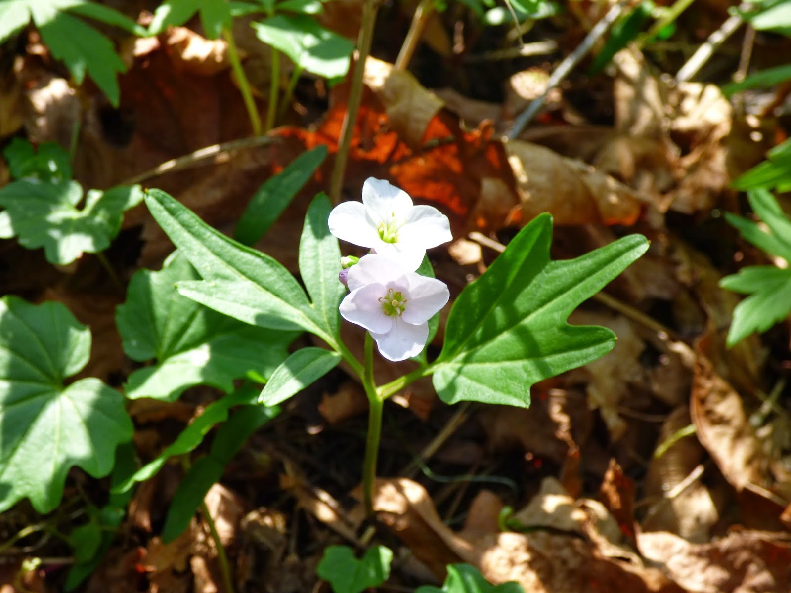 Wildflowers: Toothworts