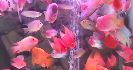 Budidaya Ikan Lou Han - Jenis Tanaman Hidroponik