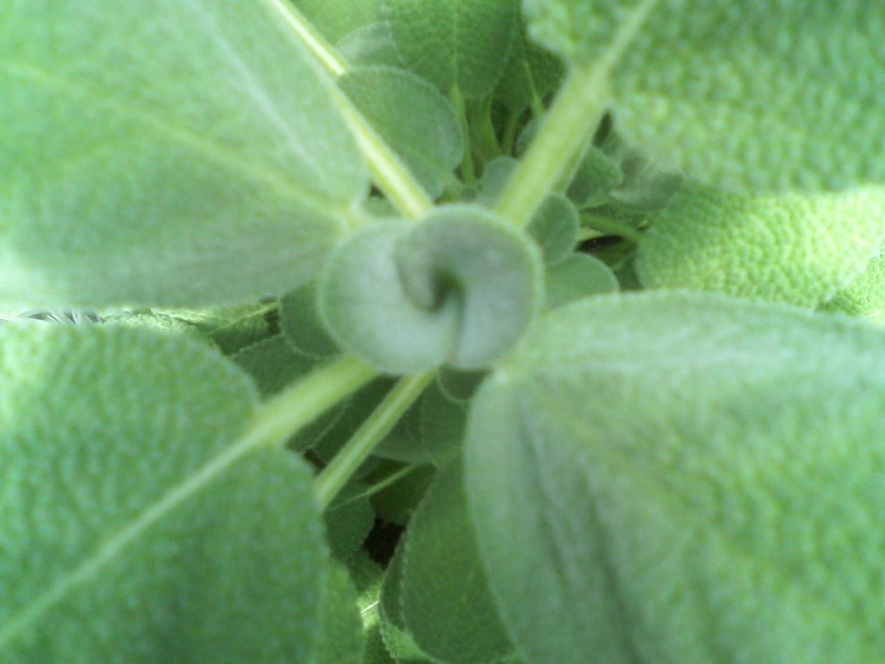 Hidden Realms ~: ~ Sacred Sage