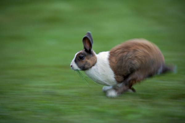 11 curiosidades conejiles ~ Tengo Un Conejo