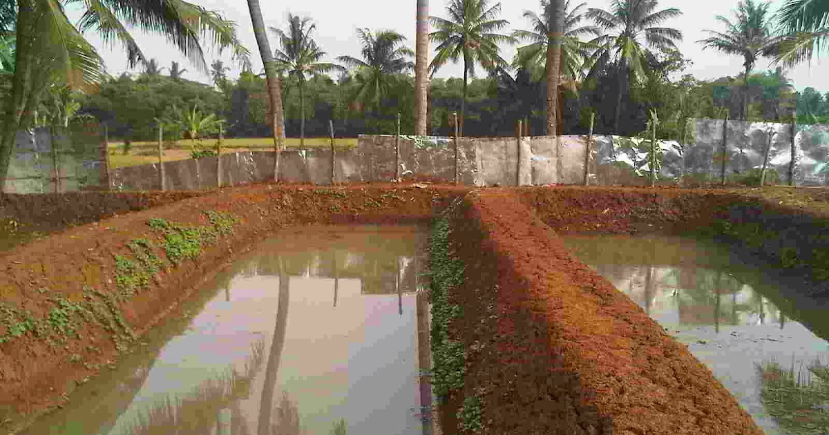 Jenis-Jenis Kolam Budidaya Ikan - Peternak Ayam Cemani dan Kedu