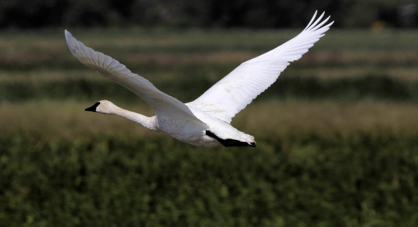 Birds from Behind : Living in the Past...Still...