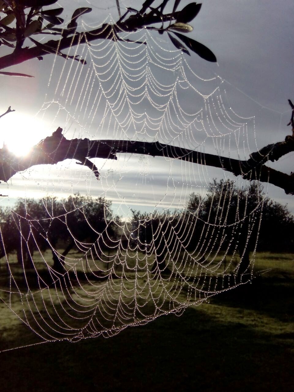 Acúfenos Otin Lucas: GUIA de AYUDA Tínnitus