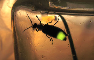 East Coast/West Coast/North Coast: Summers Second Starry Night