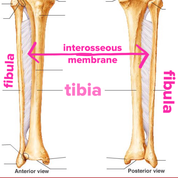 The Hip Joint: SOLEUS - lower leg muscle
