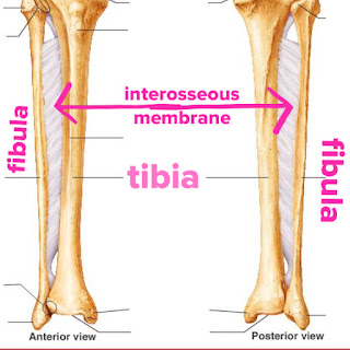 The Hip Joint: SOLEUS - lower leg muscle