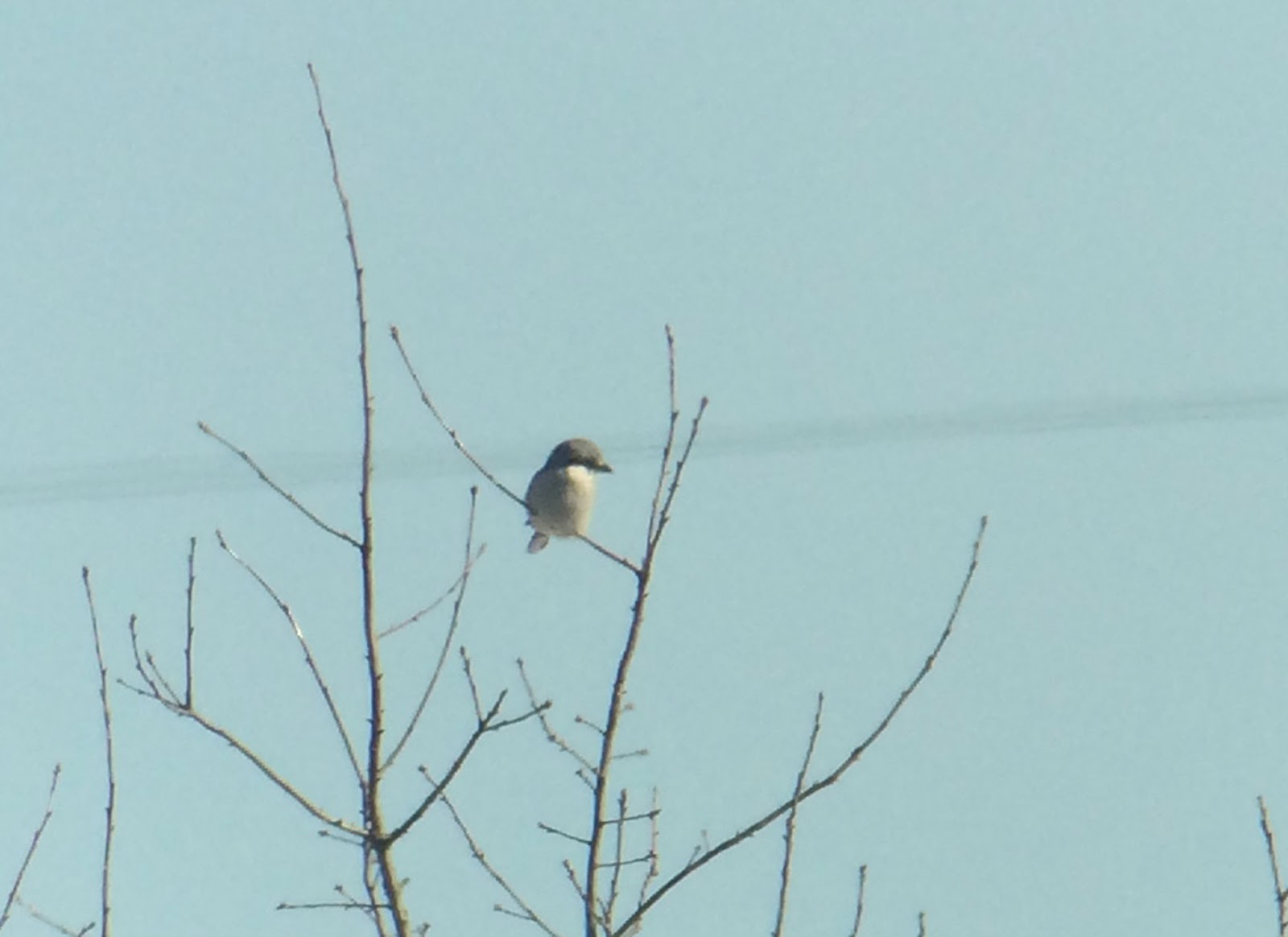 Biking for Birds: Jan 24 (Day 24) - Northern shrike steals the show ...
