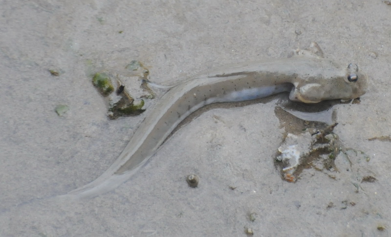 A Wandering Naturalist: Singapore: On the Boardwalk