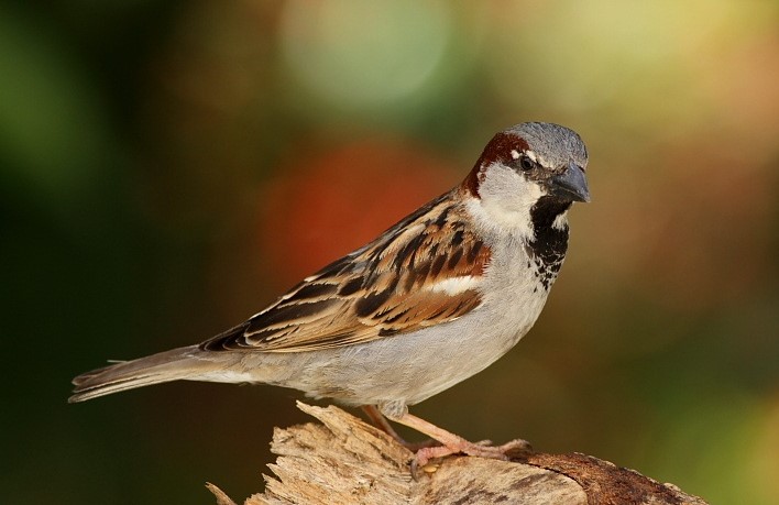 BIBOCA AMBIENTAL : POR ONDE ANDAM OS PARDAIS?