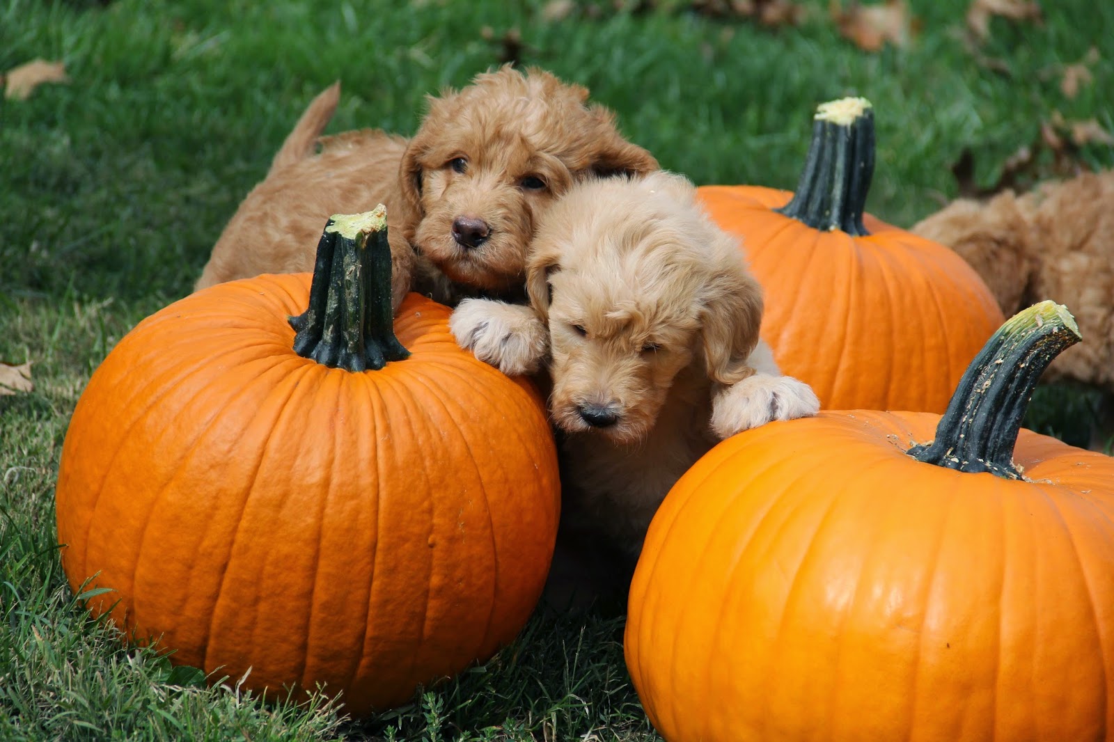 Yesteryear Acres - Doodle Days : Doodle Pumpkin Patch