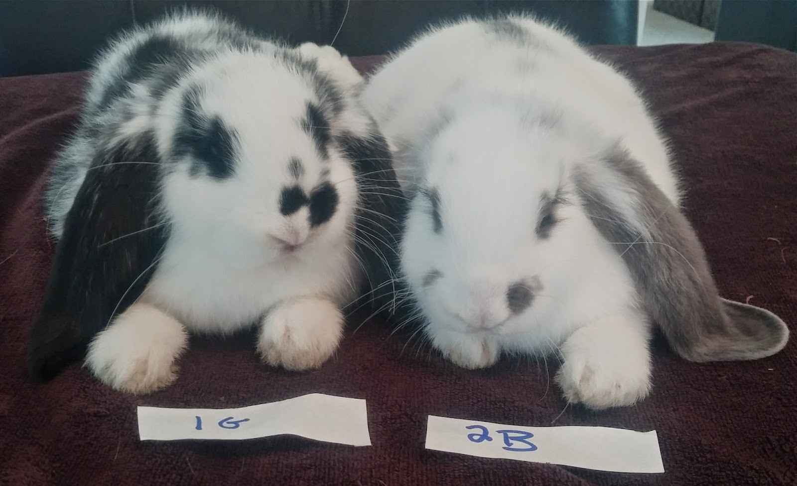 EverAfter Rabbits: French Lops For SALE! 1 Left!
