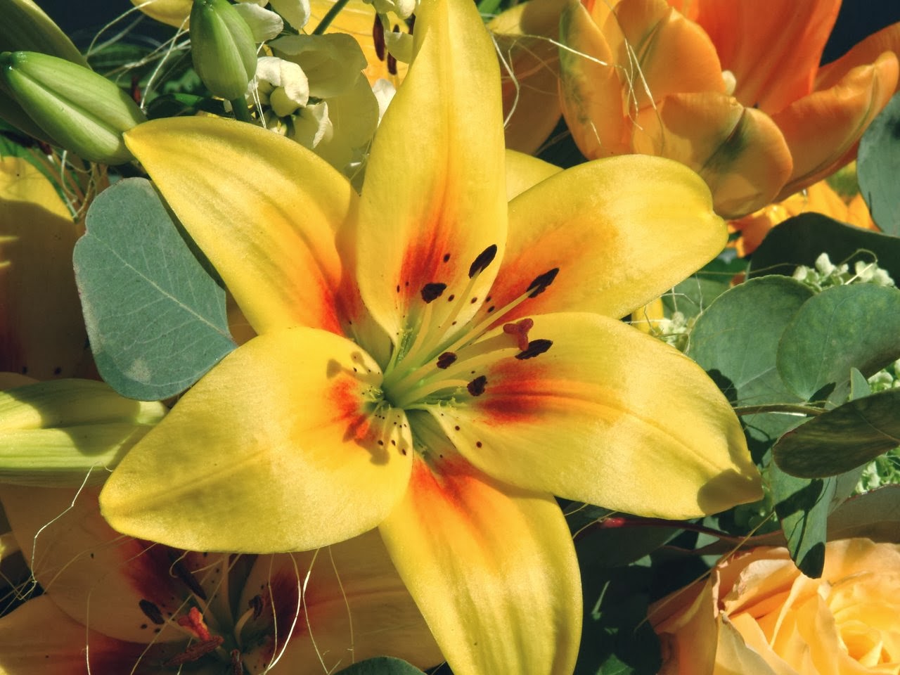 Flower Homes: Lilium Flowers