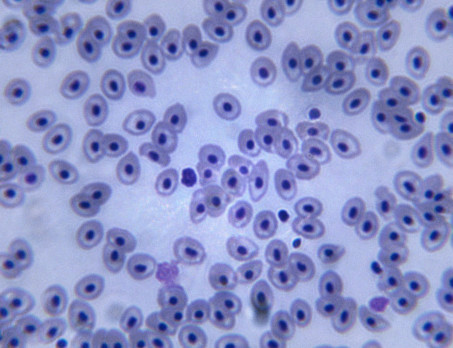 Blog Artikel Biologi: Organel sel hewan