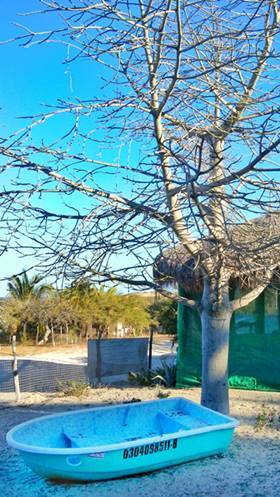 CONOCIENDO EL CARDONAL en BAJA CALIFORNIA SUR