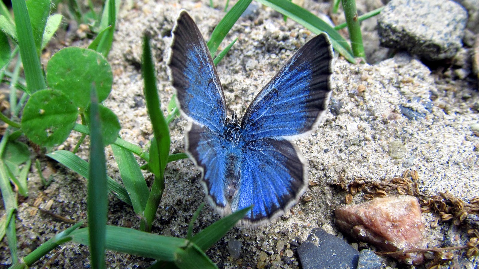 Wandering in Canada: Lepidopteran Pollinators & the Proboscis